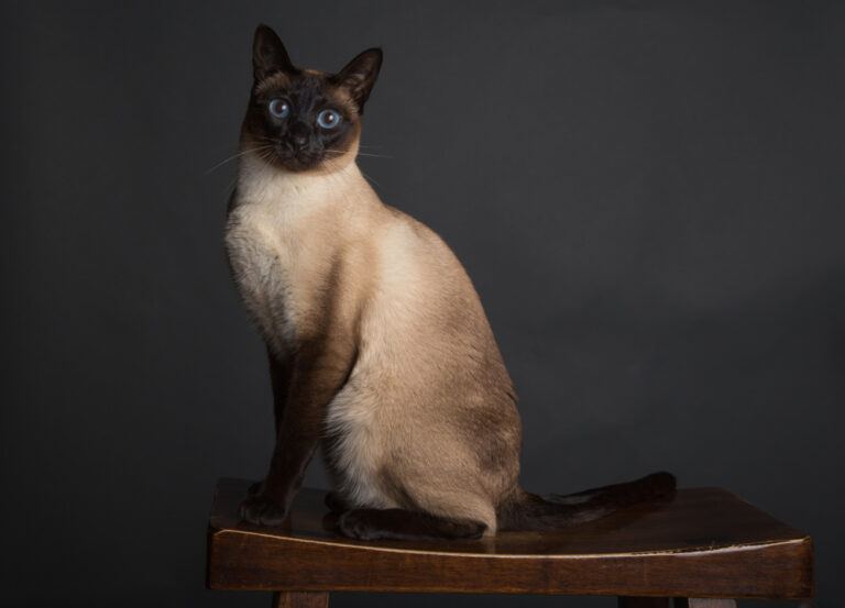 14 Exquisite Cats That Belong In A Royal Palace – earthanimals.net