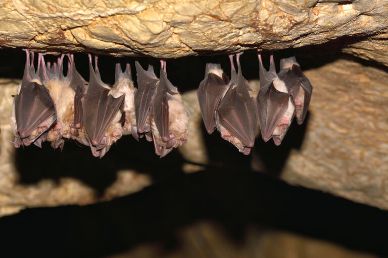 12 Animals That Sleep In The Weirdest Way Possible – earthanimals.net