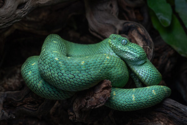 10 Venomous Snakes That Are Surprisingly Beautiful – earthanimals.net