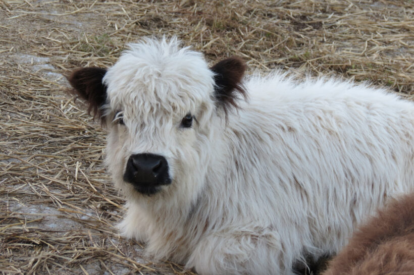 14 Miniature Animals That Make The Best Low Maintenance Pets ...