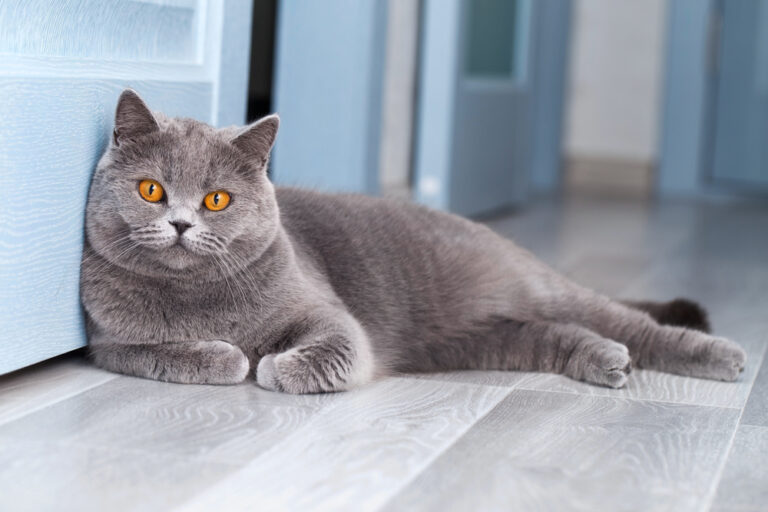 14 Exquisite Cats That Belong In A Royal Palace – earthanimals.net