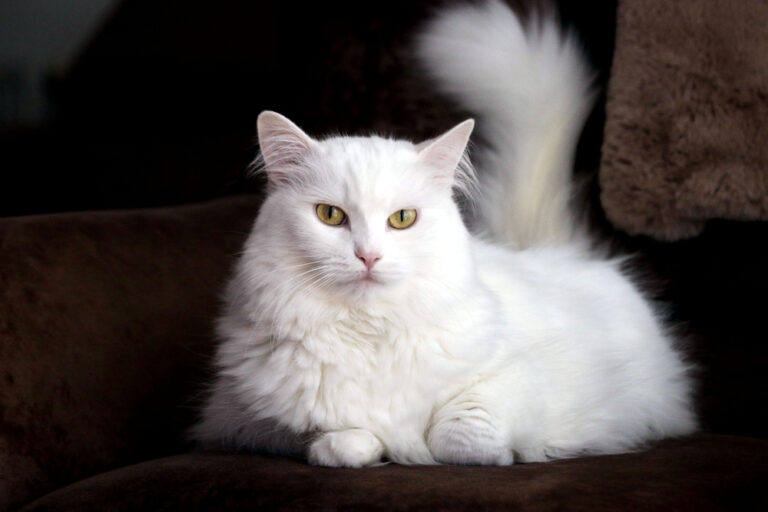 14 Exquisite Cats That Belong In A Royal Palace – earthanimals.net