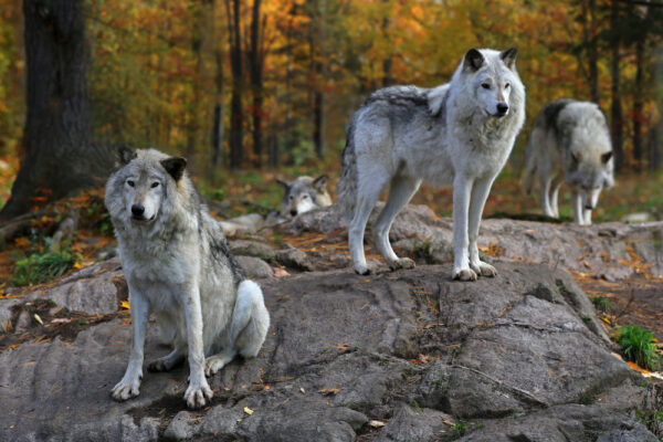13 Lessons From Wolves About Leadership, Loyalty, And Betrayal ...