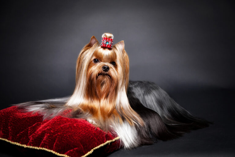 13 Heartbreaking Stories Of The Dogs & Animals That Perished On The ...