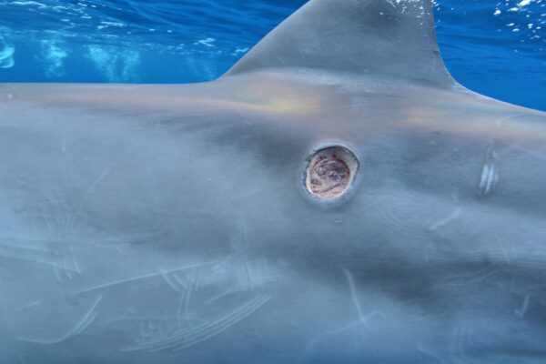 10 Sharks That Are So Weird, They Don’t Seem Real – earthanimals.net