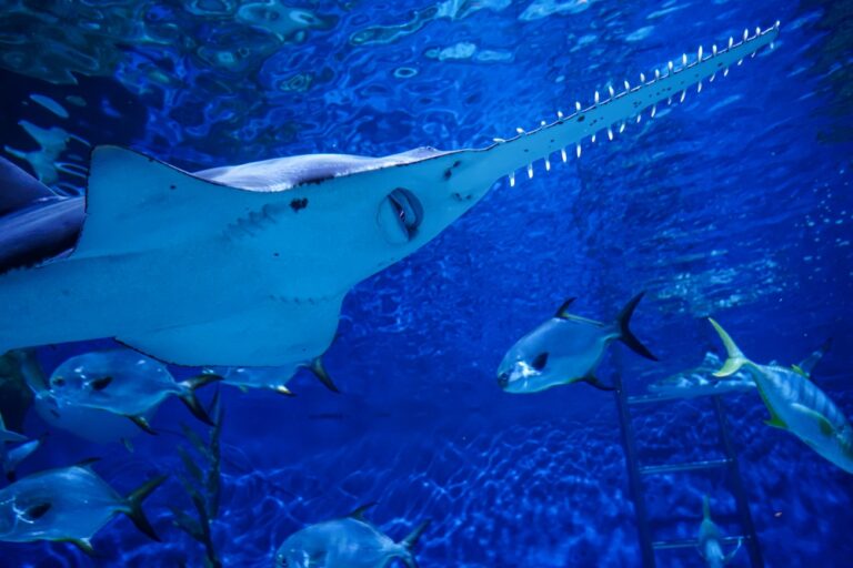 11 Sharks That Are So Rare, You’ve Probably Never Heard of Them ...