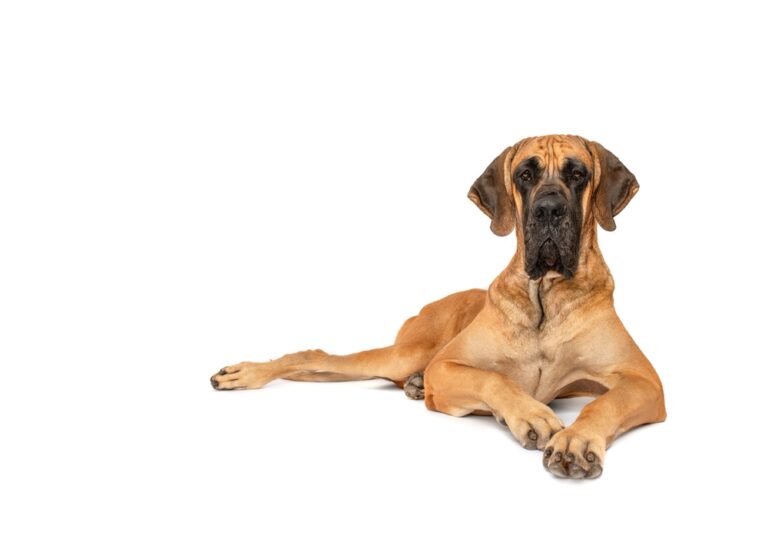 13 Heartbreaking Stories Of The Dogs & Animals That Perished On The ...