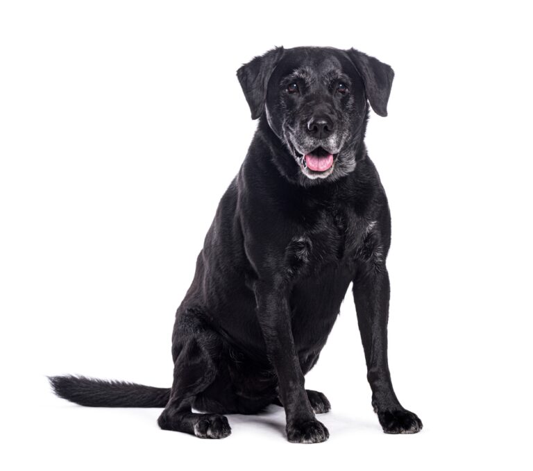 13 Heartbreaking Stories Of The Dogs & Animals That Perished On The ...