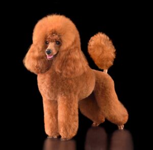 13 Heartbreaking Stories Of The Dogs & Animals That Perished On The ...