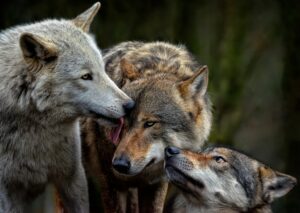 13 Lessons From Wolves About Leadership, Loyalty, And Betrayal ...