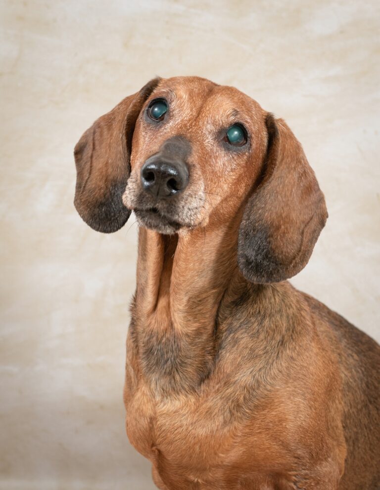 13 Heartbreaking Stories Of The Dogs & Animals That Perished On The ...