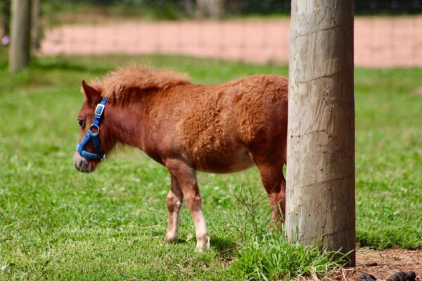 14 Miniature Animals That Make The Best Low Maintenance Pets ...