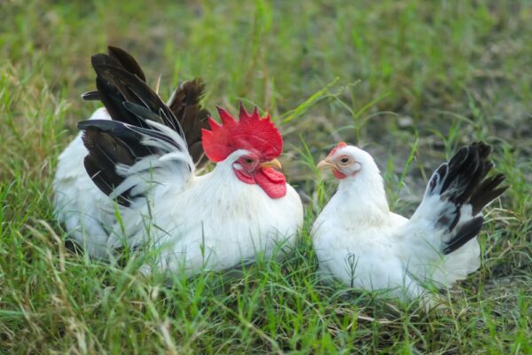 14 Miniature Animals That Make The Best Low Maintenance Pets ...
