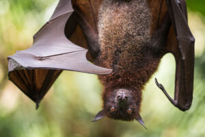 12 Of Most Terrifying Diseases Spread By Animals – earthanimals.net