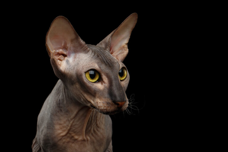 12 Alien-Looking Cats You’ll Be Surprised Exist – earthanimals.net