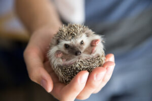 14 Miniature Animals That Make The Best Low Maintenance Pets ...