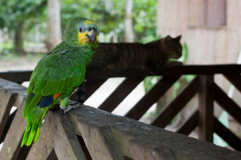 14 Unbelievably ‘Strange’ Animal Friendships That Defy the Laws of ...