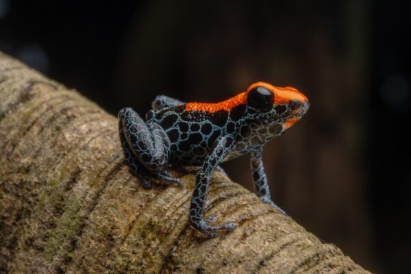 10 Cute-Looking But Deadly Poisonous Frogs & Where You’ll Find Them ...