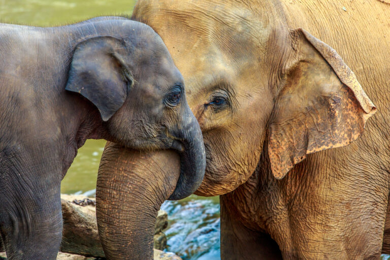 13 Baby Elephant Facts So Adorable, They’ll Break Your Heart ...