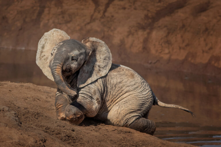 13 Baby Elephant Facts So Adorable, They’ll Break Your Heart ...