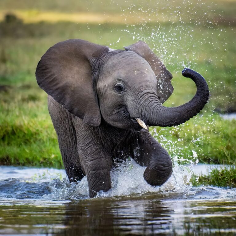 13 Baby Elephant Facts So Adorable, They’ll Break Your Heart ...