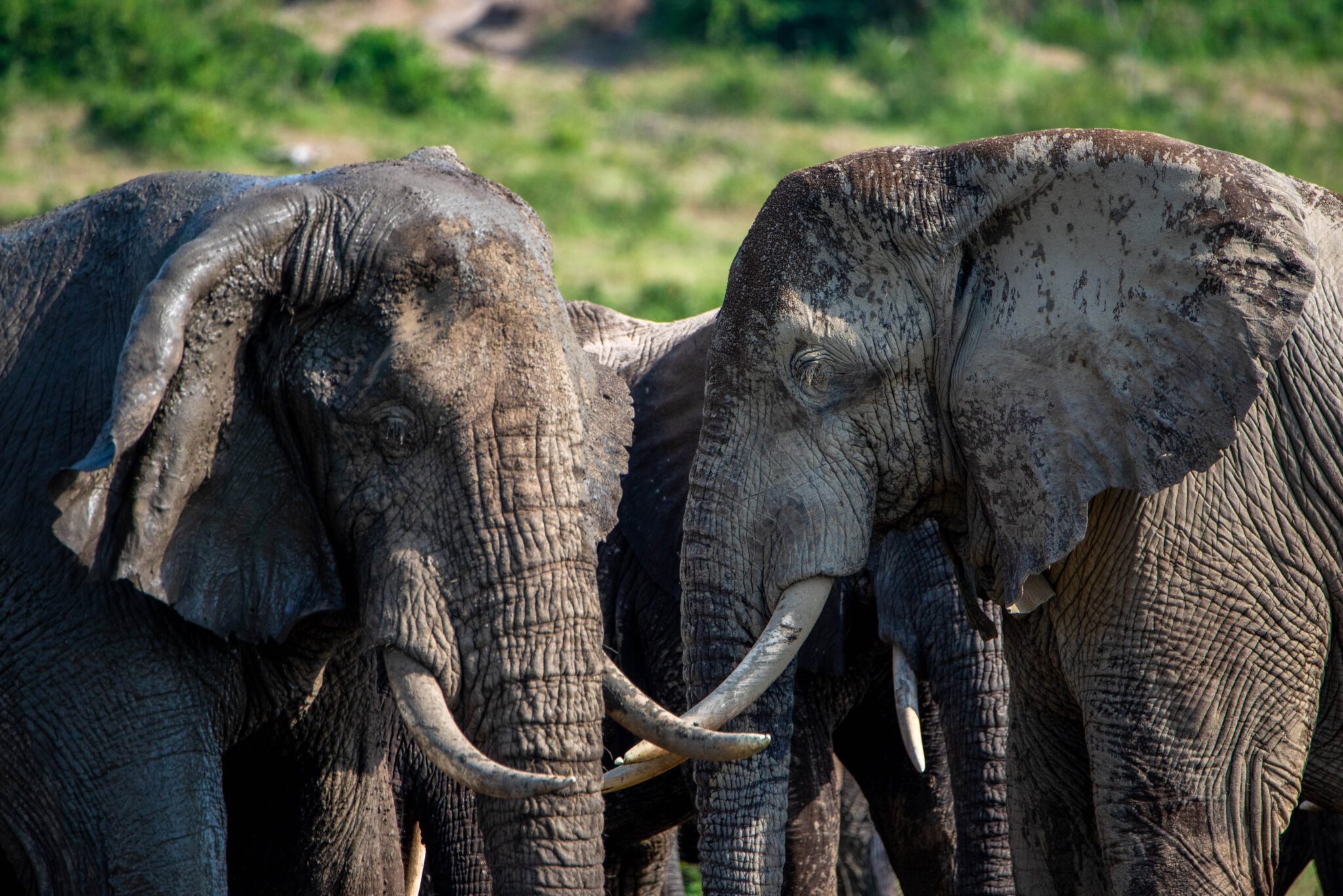 13 Ways Animals Handle Rejection Better Than You Do – earthanimals.net