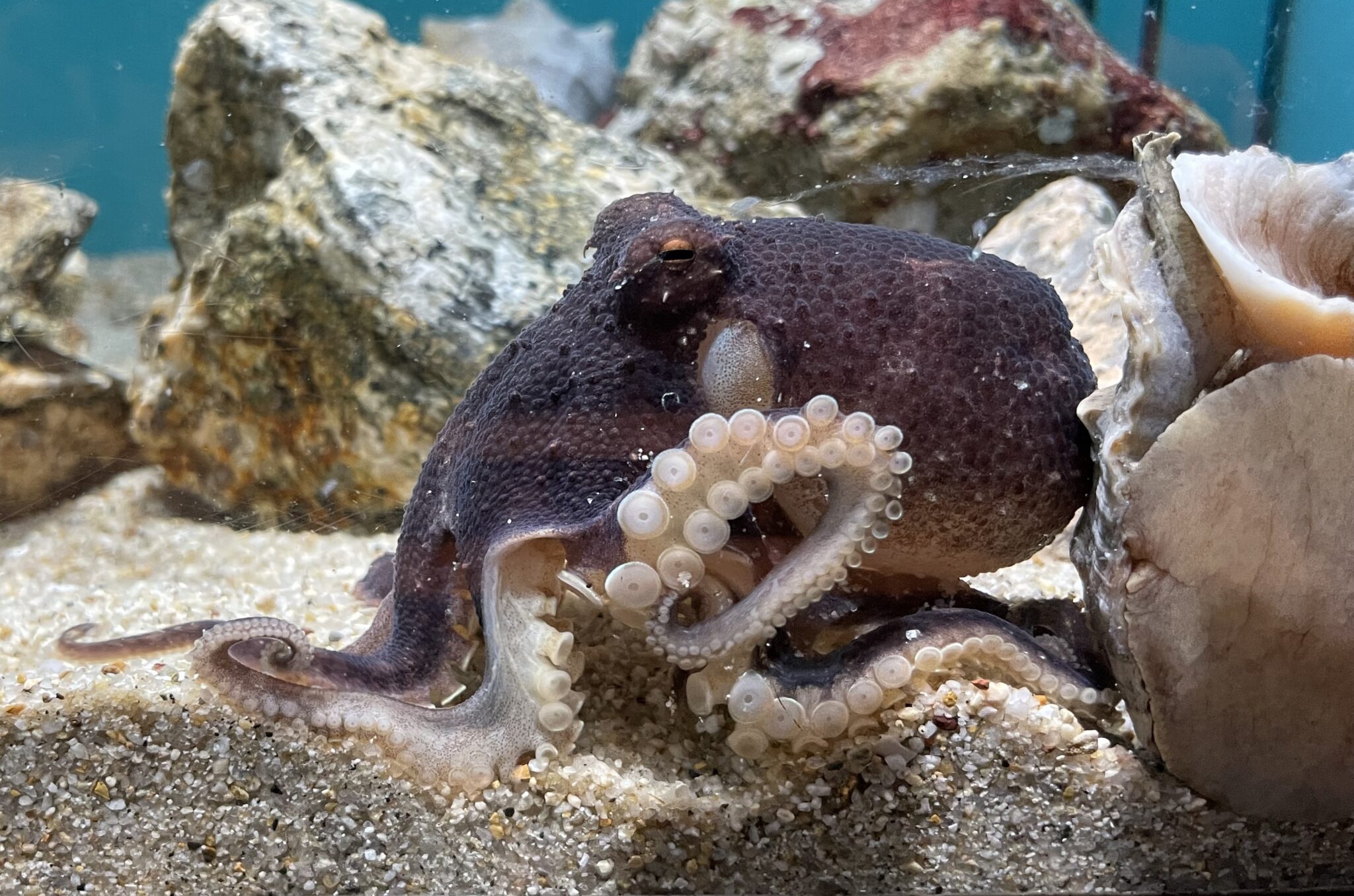 15 Wild Species That Manage Stress Better Than Humans Ever Could ...