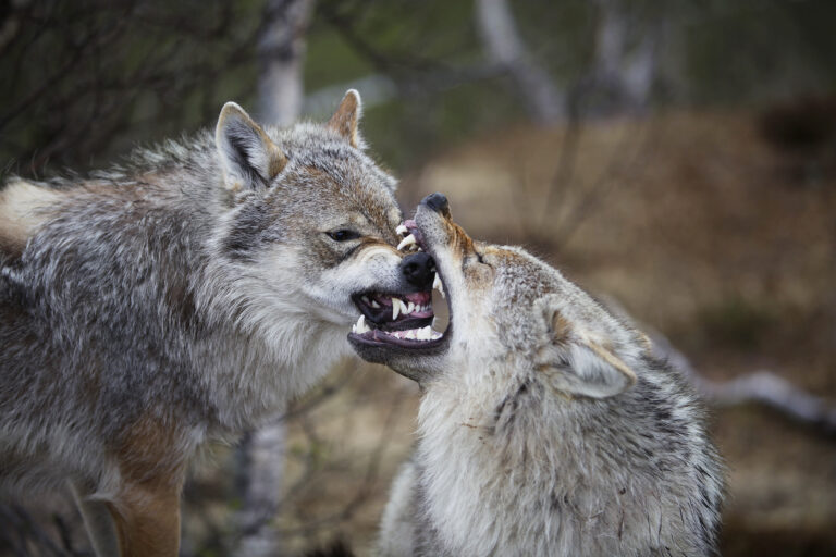 13 Lessons From Wolves About Leadership, Loyalty, And Betrayal ...