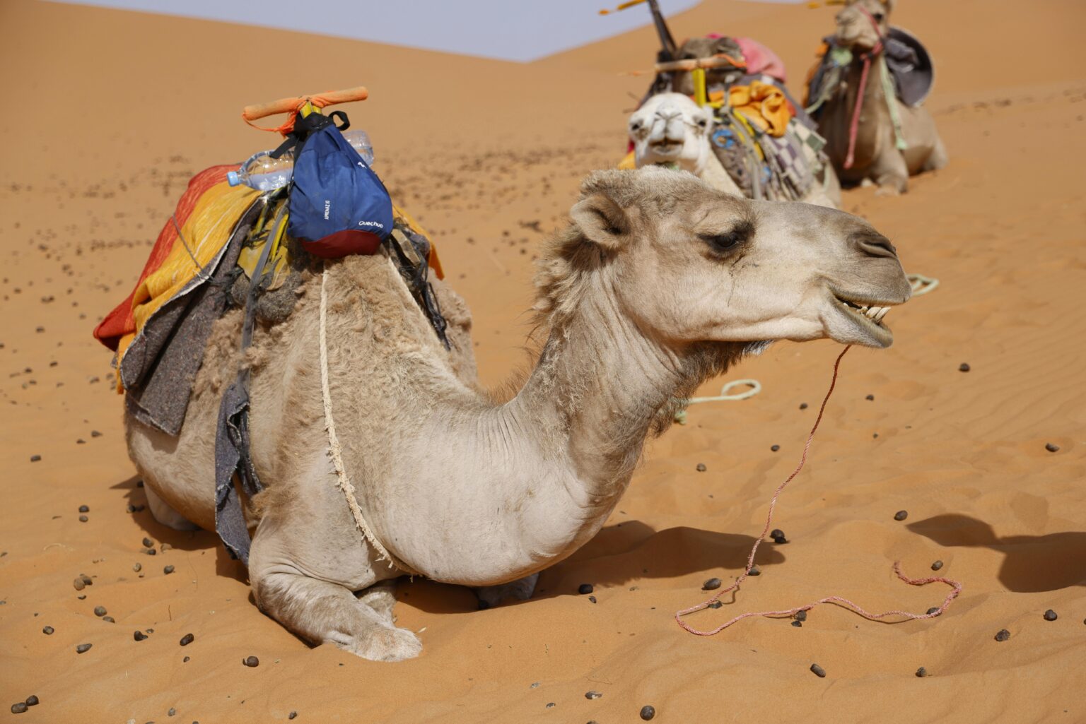 15 Wild Species That Manage Stress Better Than Humans Ever Could ...