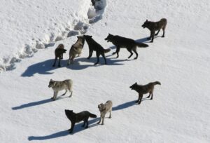 13 Lessons From Wolves About Leadership, Loyalty, And Betrayal ...