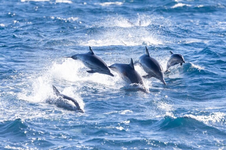 13 Ways Dolphins Communicate That Sound Almost Human – earthanimals.net