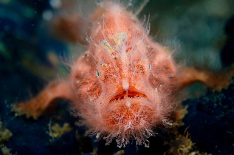 14 Most Unusual Animal Defenses In Nature – earthanimals.net