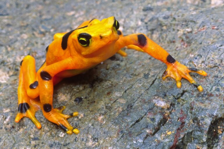 13 Frogs With Abilities So Unreal They Defy Explanation – earthanimals.net