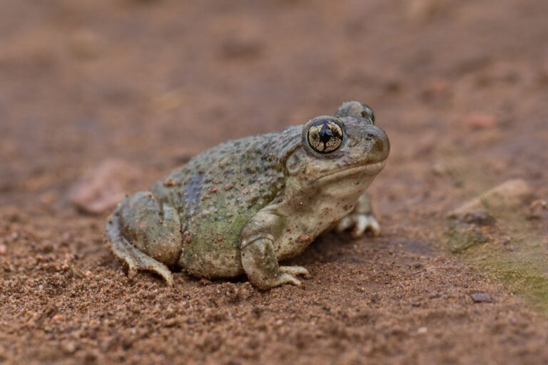 13 Frogs With Abilities So Unreal They Defy Explanation – earthanimals.net