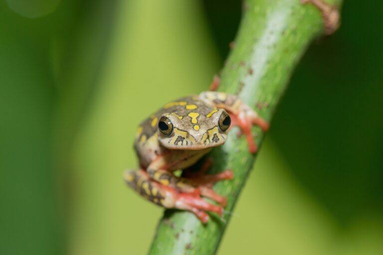 13 Frogs With Abilities So Unreal They Defy Explanation – earthanimals.net
