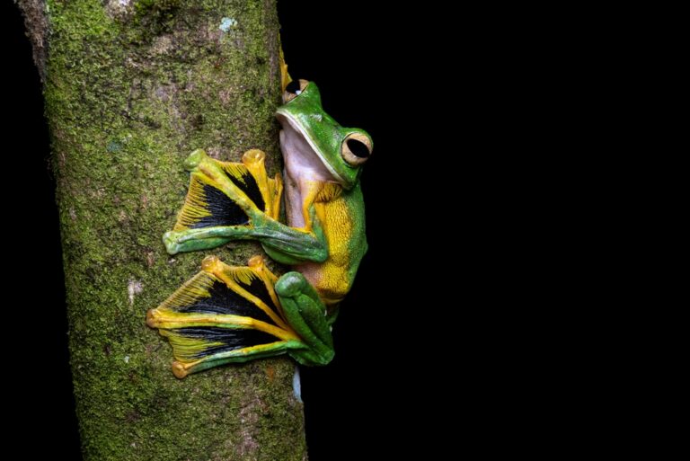 13 Frogs With Abilities So Unreal They Defy Explanation – earthanimals.net