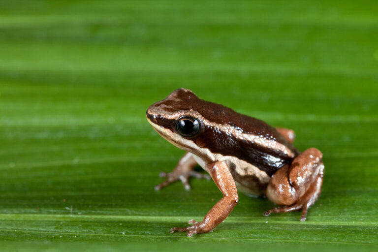 13 Frogs With Abilities So Unreal They Defy Explanation – earthanimals.net